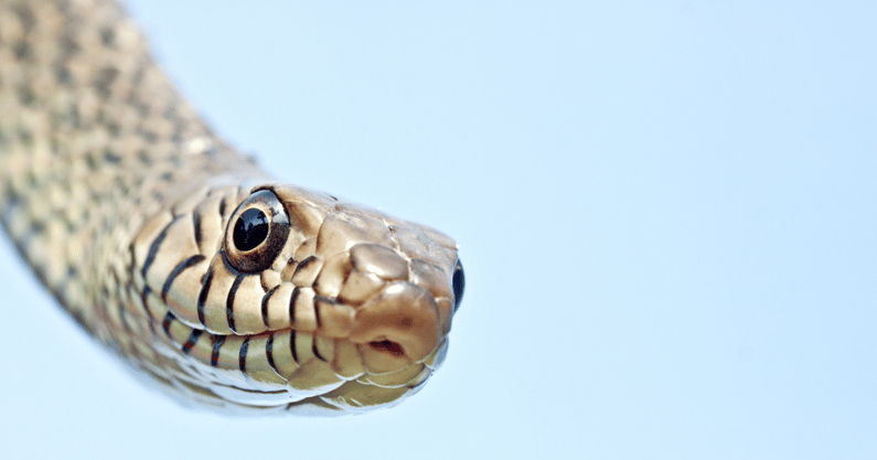 Snakes and mice are falling from the ceiling of a Lexington high school ...