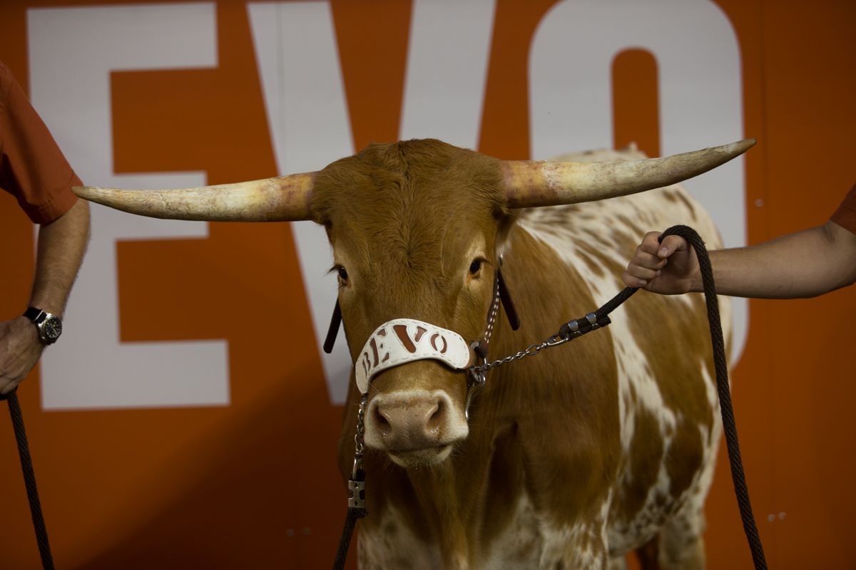 Happy Birthday, Bevo! Texas' beloved mascot turns 8 years old - On3
