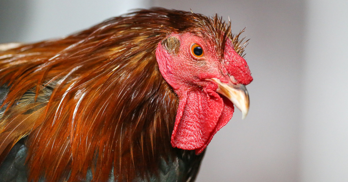 Sir Big Spur defecates on Clemson midfield logo after South Carolina win