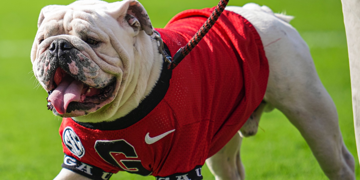 Uga owner announces Georgia mascot won't travel to Austin for reunion ...