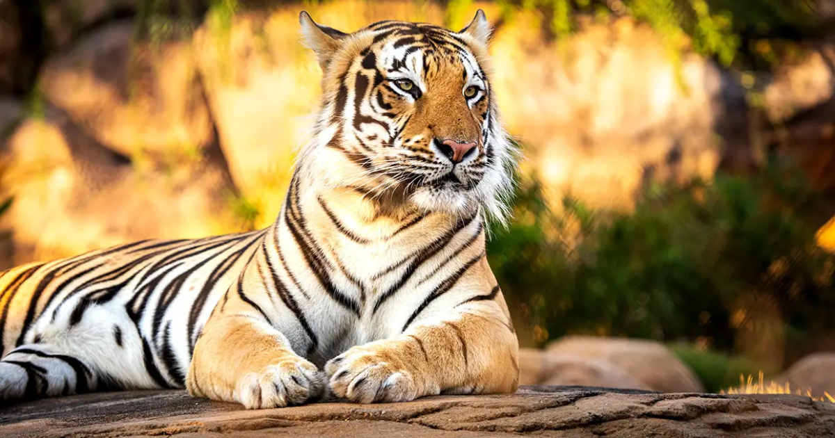 The Strange Story Behind the Return of a Live Tiger Back to LSU's Tiger ...