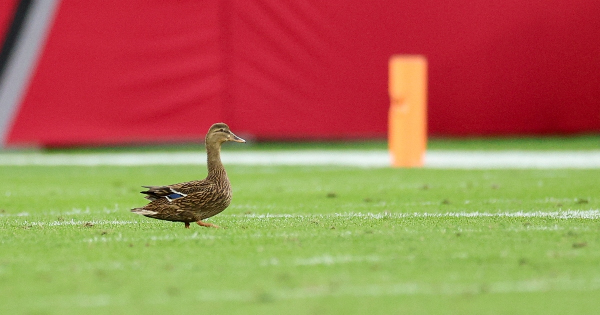 Tom Brady meets viral Tampa Bay duck ahead of Buccaneers vs. Saints