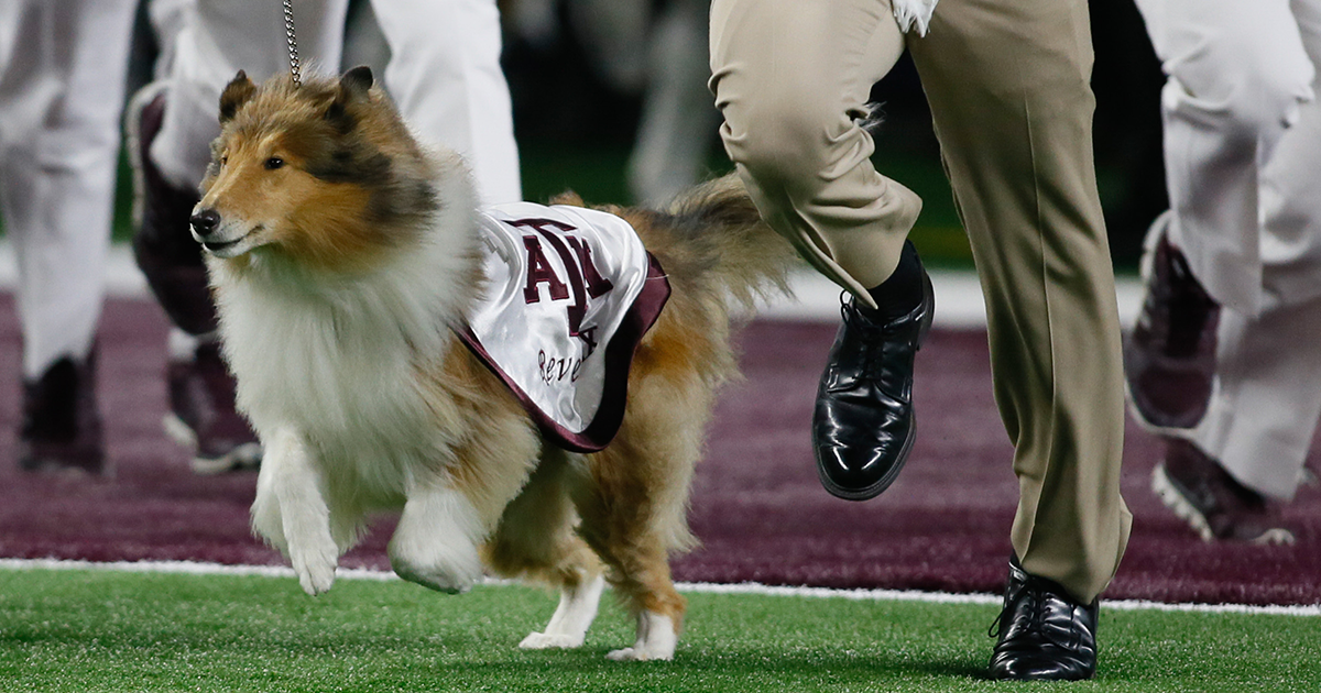 Texas A&M announces death of mascot Reveille IX - On3